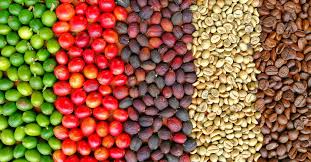 10 Steps from Seed to Cup – Black Potion Coffee